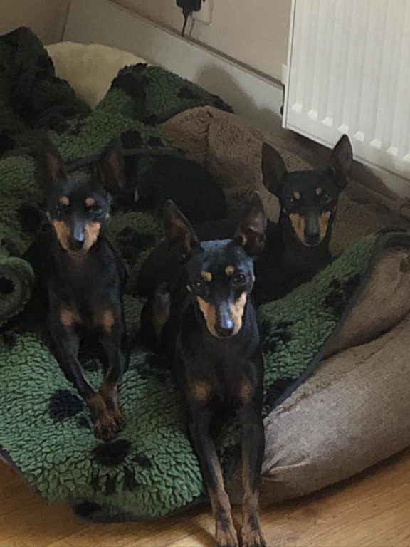 Gallery - English Toy Terriers At Home - THE ENGLISH TOY TERRIER (BLACK ...