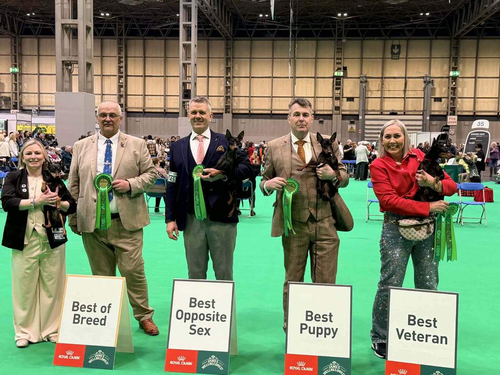 Crufts 2026 - THE ENGLISH TOY TERRIER (BLACK & TAN) CLUB